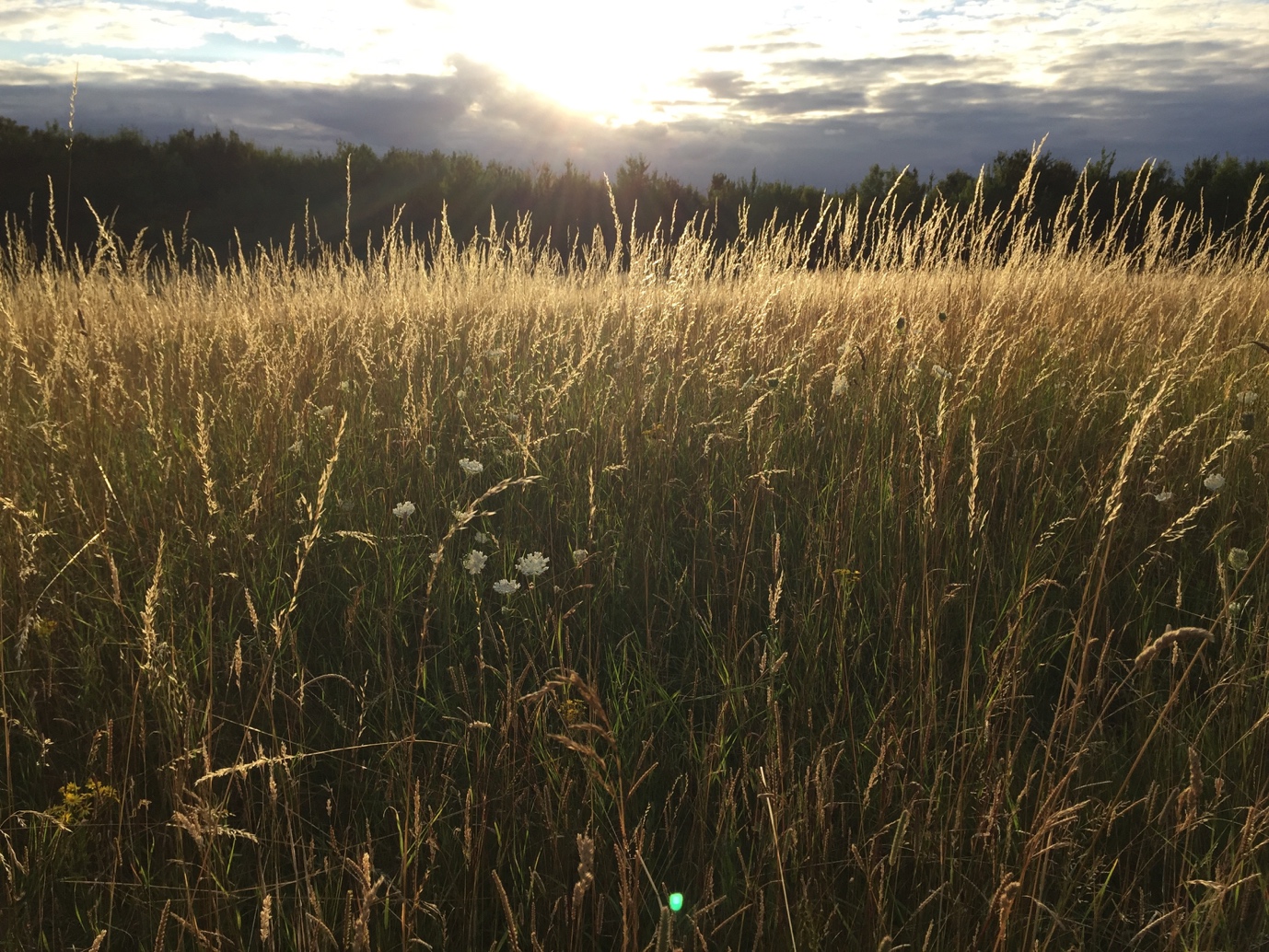 Wild Reach 18 March | Cambridge Natural History Society