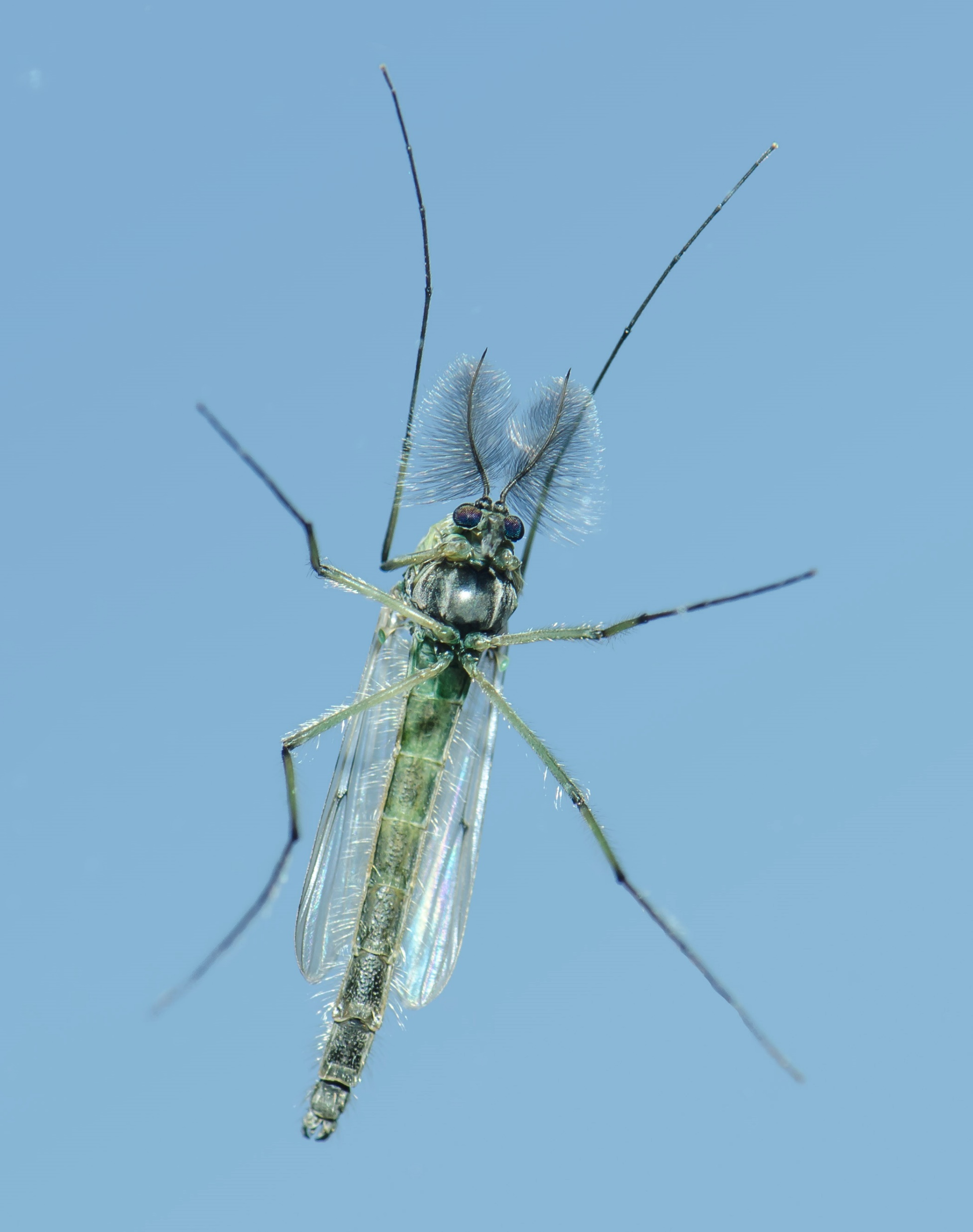 What midges can tell us about past environments 6th October | Cambridge ...