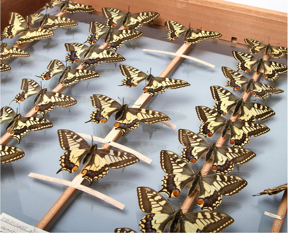 CNHS spring talks start on 23rd January | Cambridge Natural History Society